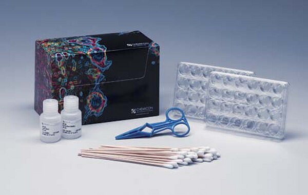QCM™ Collagen Cell Invasion Assay, 24-well (8 µm), Colorimetric | ECM551